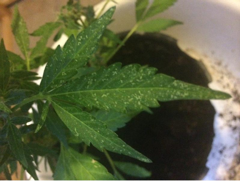 Light green speckles on some leaves help! :( | The Autoflower Network