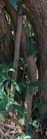 Over grown buddleia – Newbie Gardener Advice : r/GardeningUK