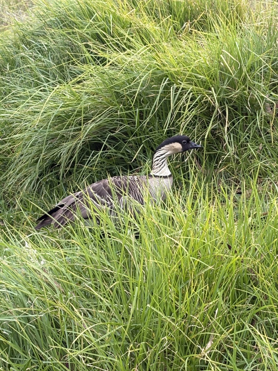 show photos you've taken of wild animals | General Discussion | Flight Rising