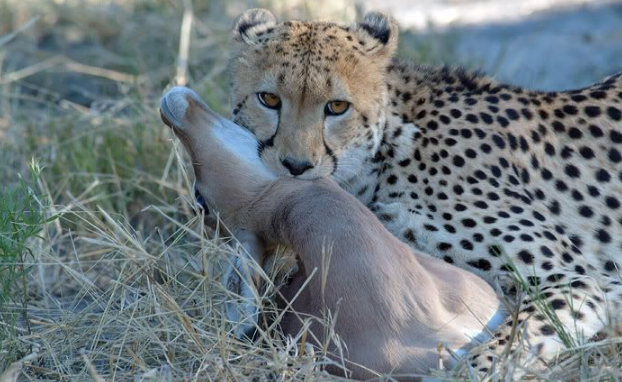 (GRACE) Chimp vs Cheetah | VS Battles Wiki Forum