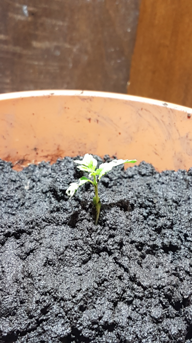 Cat chewed on the leaves and tipped it over almost breaking the stem ...