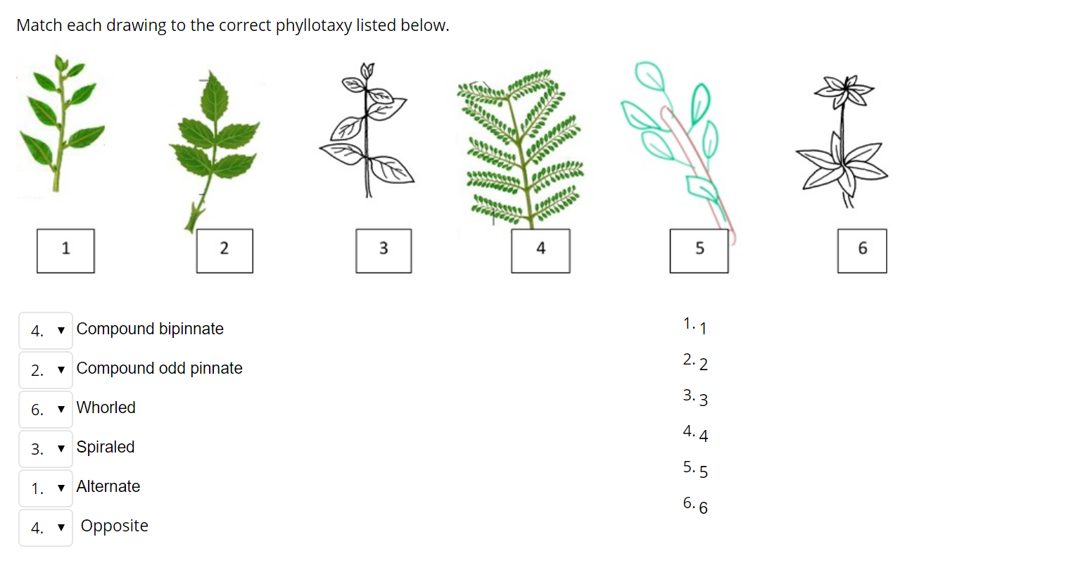 Solved Match each drawing to the correct phyllotaxy listed | Chegg.com