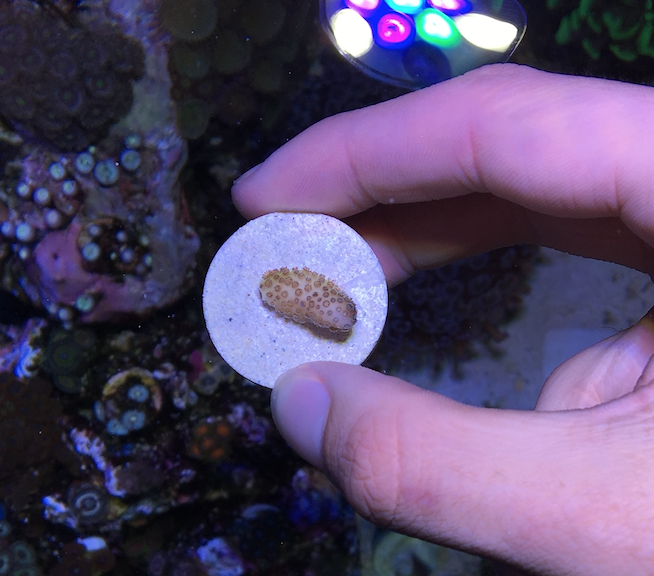 rainbow stylo | Reef2Reef