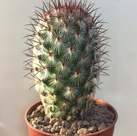 Cactus ID please, thank you! - CactiGuide.com