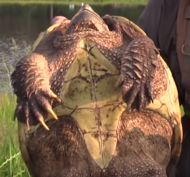 Alligator Snapping Turtle compared to Common Snapping Turtle : r/videos