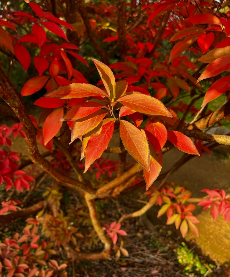 What is this small tree I came across Isabella Plantation in London ...