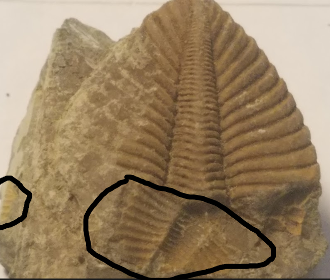 trilobite ID - Fossil ID - The Fossil Forum