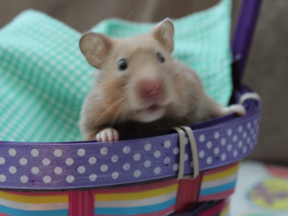 Goodbye Chai, Sweet Farewells - Hamster Central