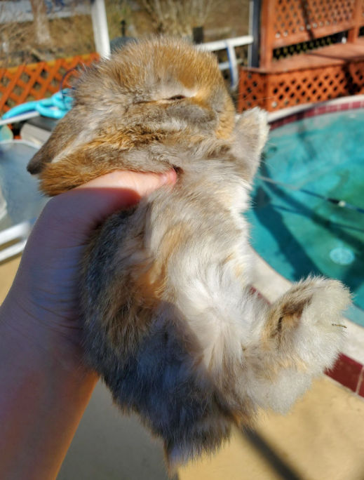 Blue Tort Otter? | Rabbit Talk - Meat Rabbit & Farming Forum