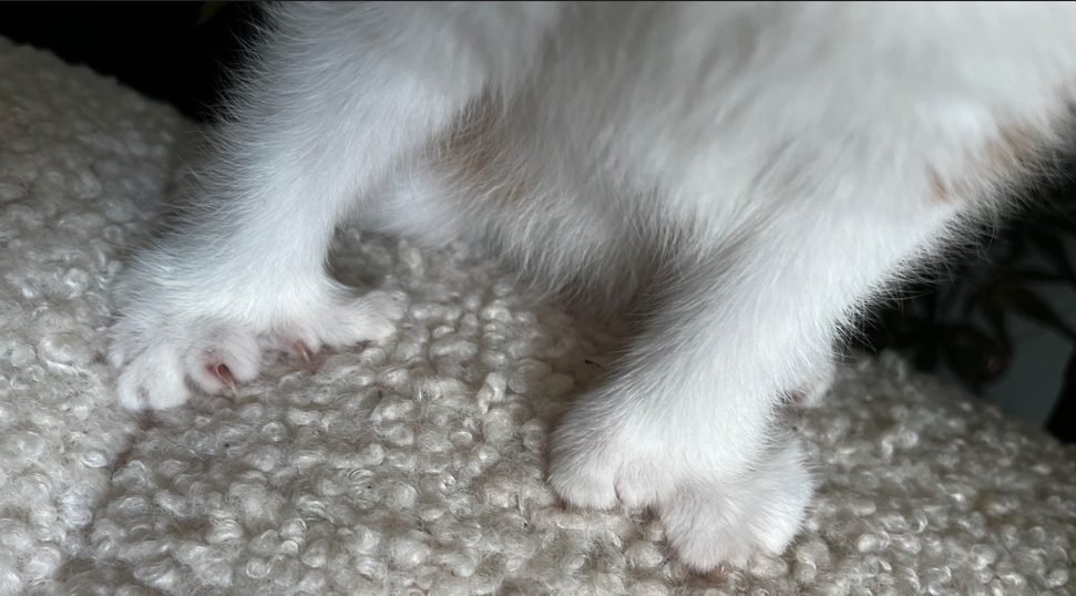 Is this polydactyly or feline radial hypoplasia? : r/AskVet