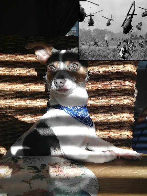 [Random] Can someone make my dog have Vietnam flashbacks? : r ...