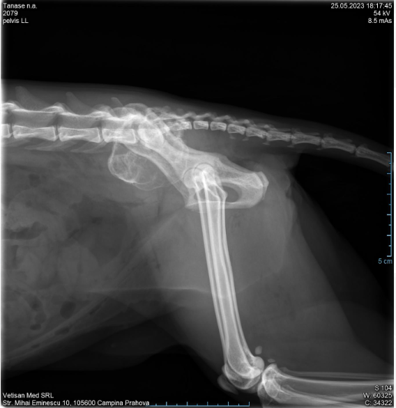 Recurrent constipation in a female cat treated twice with subtotal ...