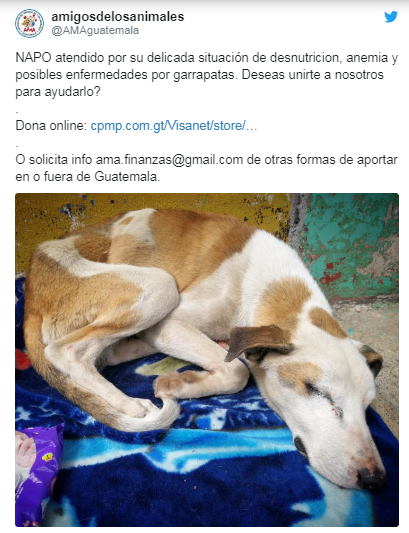 27 De Julio Día Internacional Del Perro Callejero Chapin Tv