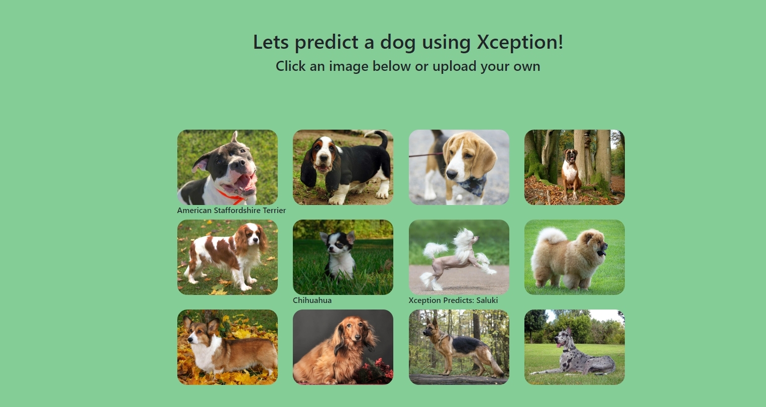 GitHub - kmanning1224/Dog-Breed-Classification: A project to work with the CNN Xception and ...