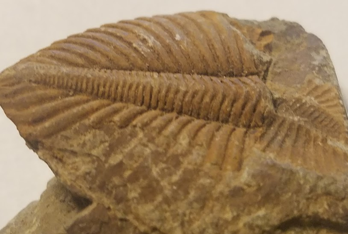 trilobite ID - Fossil ID - The Fossil Forum