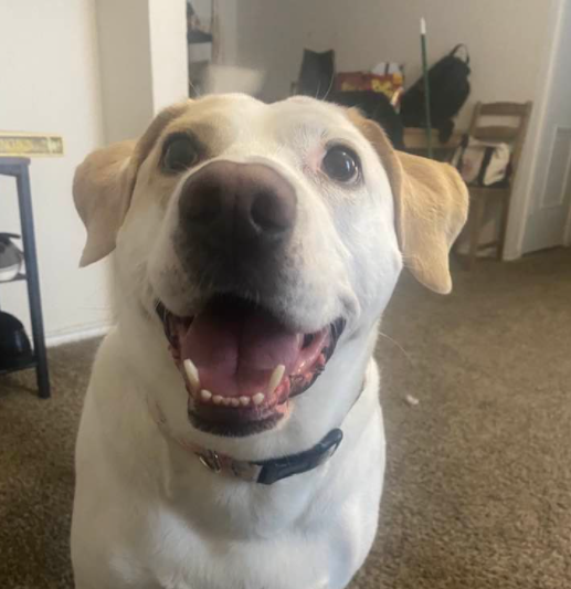 My 16 year old doggo died 3 years ago but I still see him on Google ...