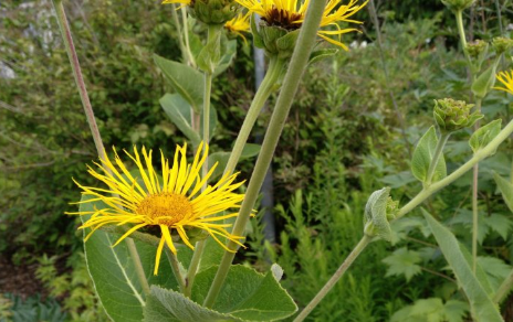 Enula: la planta natural para afecciones respiratorias - Chapin TV