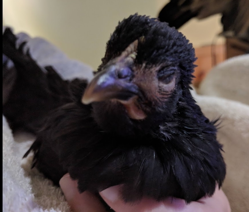 Half of face swollen and lump in throat(pictures included) | BackYard ...