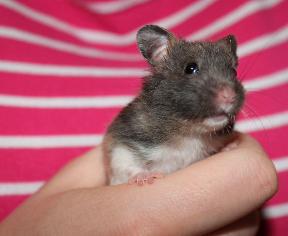 Nanaimo - the anonymous hamster x - Hamster Central