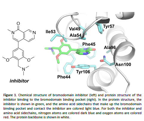 Solved Bromodomain proteins recognize and bind acetylated | Chegg.com