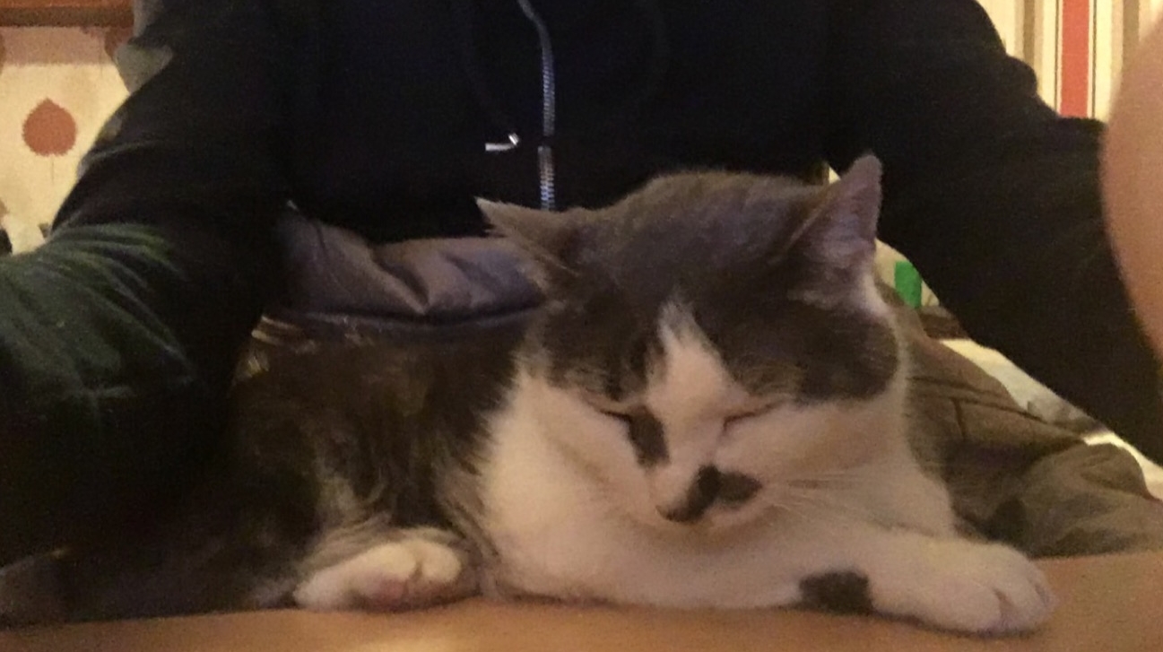 I got my pp cat ^^ : r/osugame