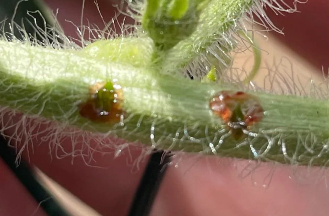 My first successful pollinated melon! As well as some seemingly red sap ...