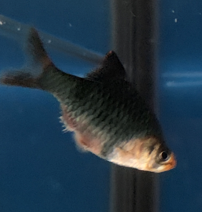 Aggressive Tiger Barb? : r/Aquariums