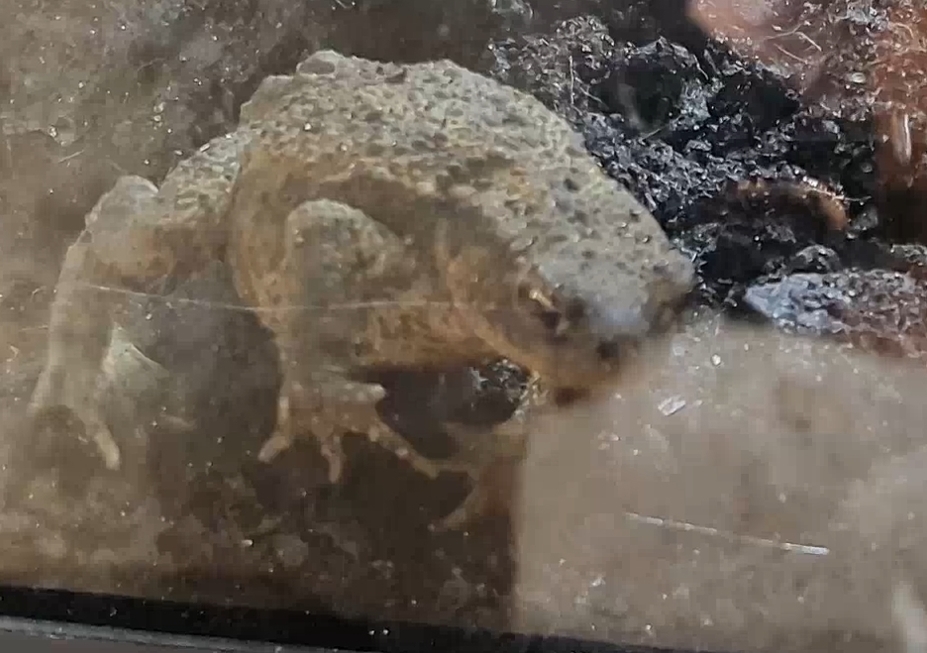 TIL Toad's can be infected by a so called toad fly (Story in comments ...