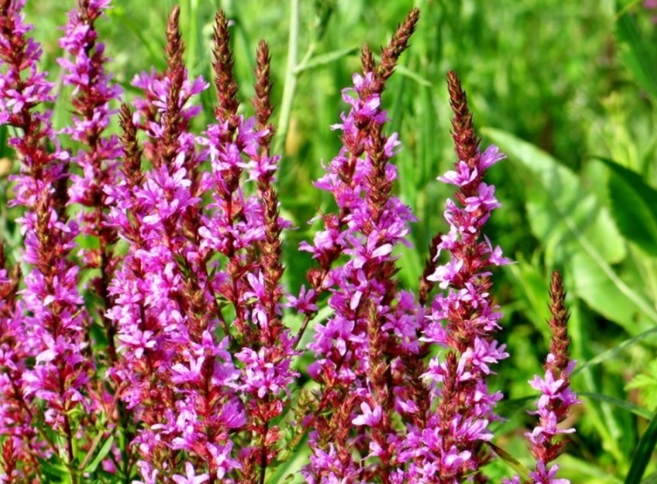 Rezervația științifică ''Codrii'' - Resurse Educaționale