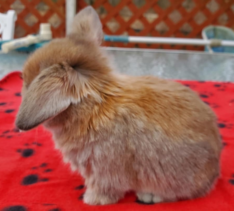 Blue Tort Otter? | Rabbit Talk - Meat Rabbit & Farming Forum