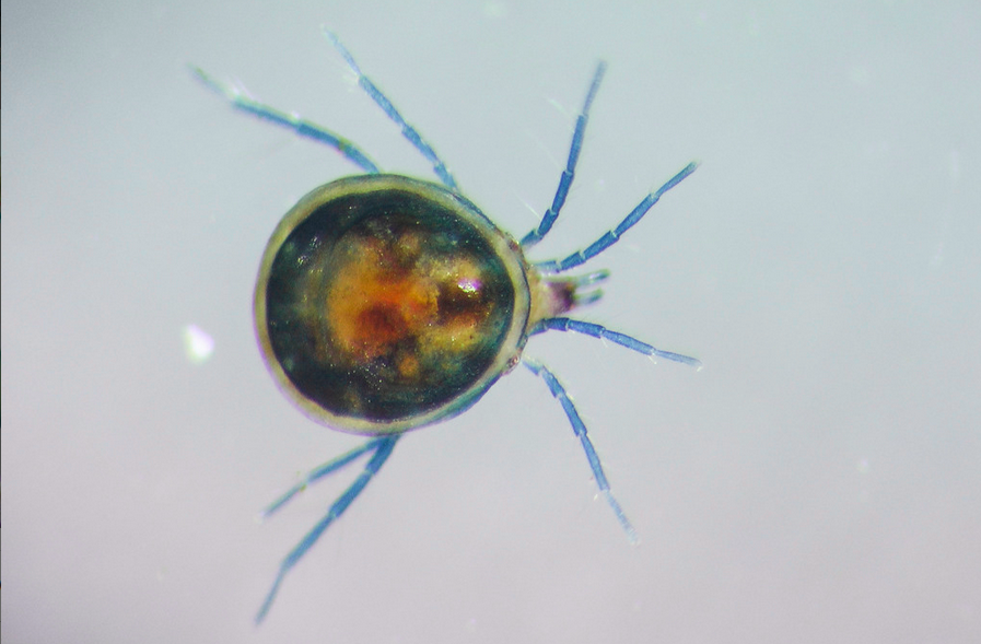 Help me identify this fresh water spider/mite from auckland nz stream ...