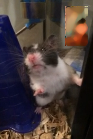 Hamster memory - Hamster Central