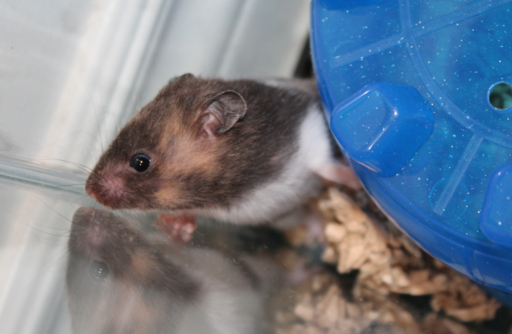 Strong Brew returns to Canada! - Hamster Central