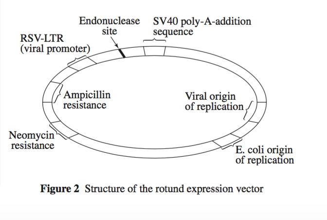 Cell Transfection : r/Mcat