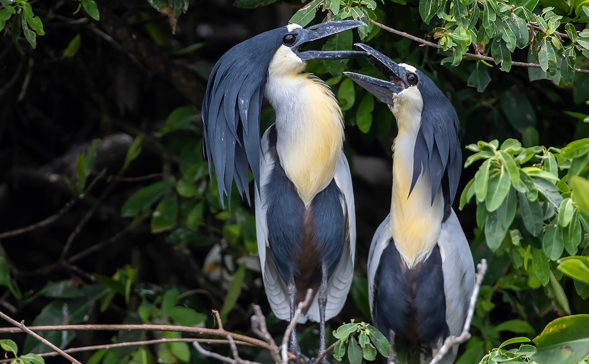 cool bird picture - The Something Awful Forums