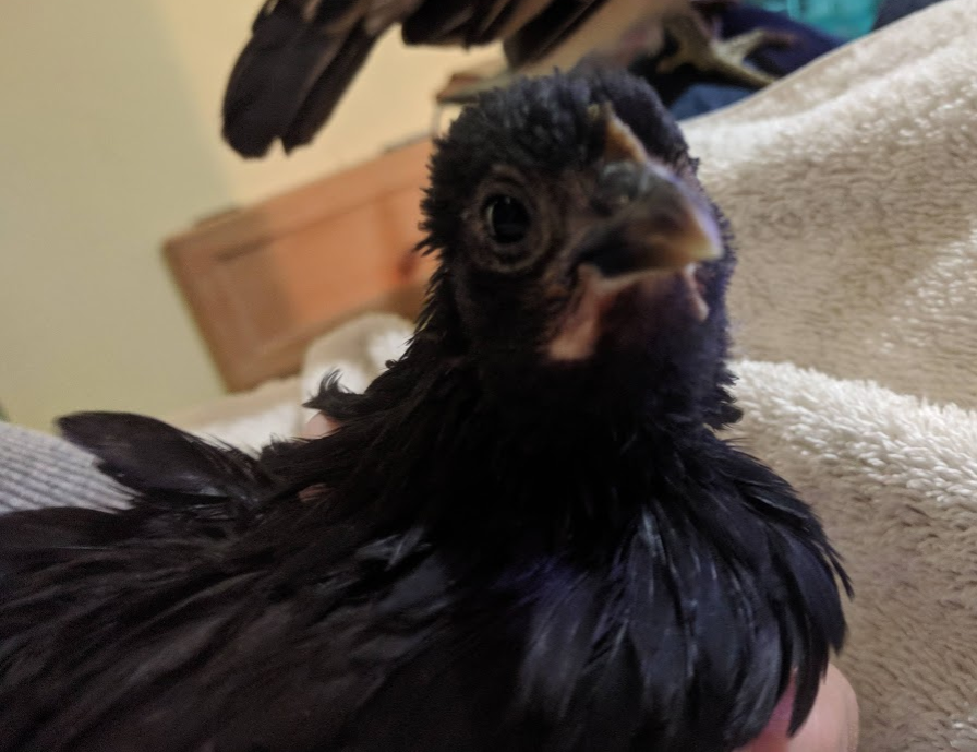 Half of face swollen and lump in throat(pictures included) | BackYard ...