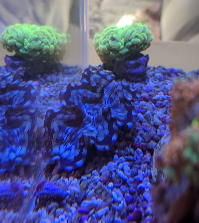 Crocea Clam, my first clam. Should I be worried? | Ultimate Reef