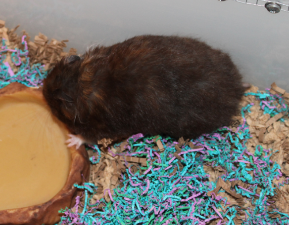 Strong Brew returns to Canada! - Hamster Central