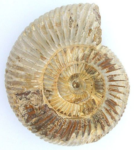 Ammonites + Trilobites - Is It Real? How to Recognize Fossil ...