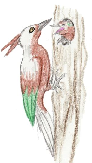 Realistic Bird Pokémon : r/pokemon