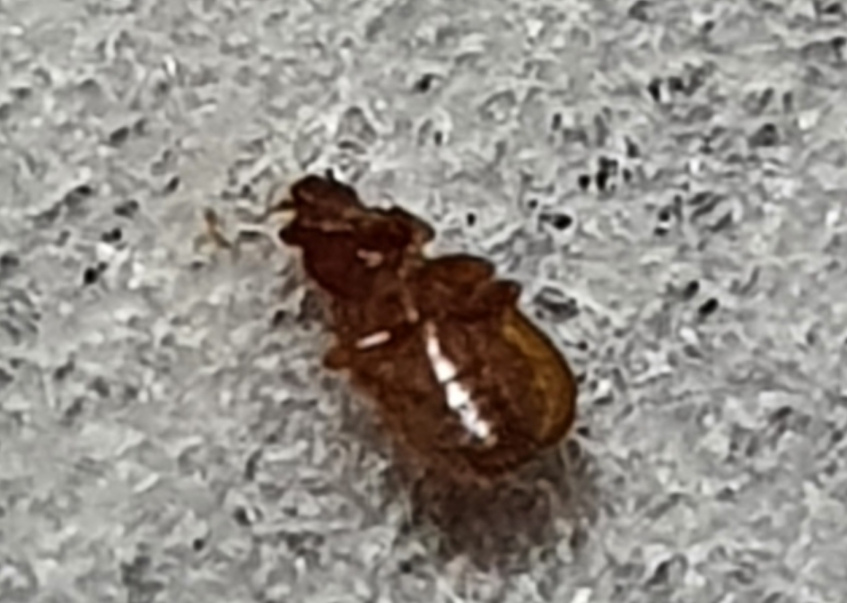 Henderson, Nevada. Last few days I've been finding bugs like these in ...