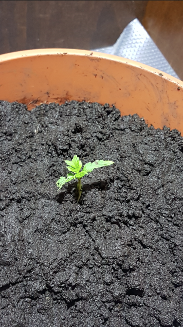 Cat chewed on the leaves and tipped it over almost breaking the stem ...