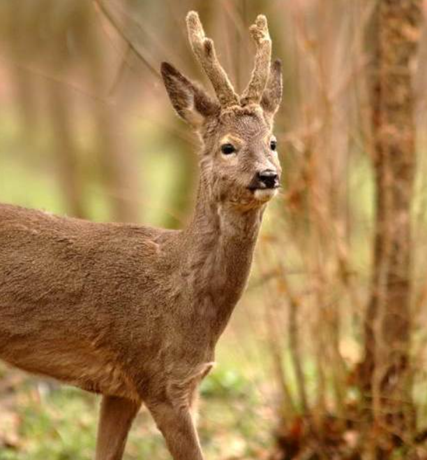 Rezervația științifică ''Codrii'' - Resurse Educaționale