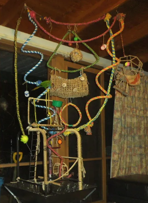 Parrot agility/obstacle courses? : r/parrots