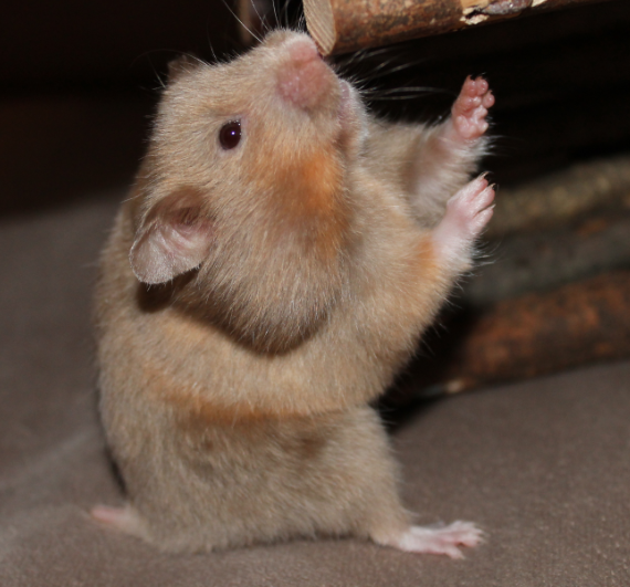 Goodbye Chai, Sweet Farewells - Hamster Central