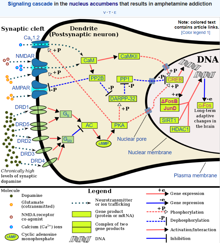 [Discussion] Reversal of stimulant tolerance with Immediate Early Gene ...