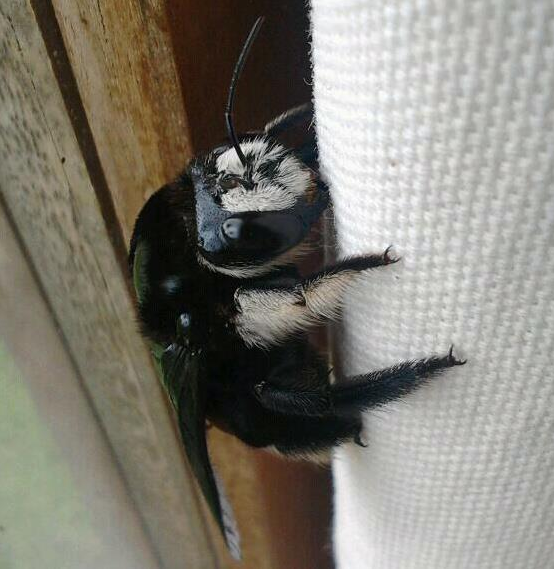 Found this.. zebra-bee-thing years ago sitting on one of our curtains ...
