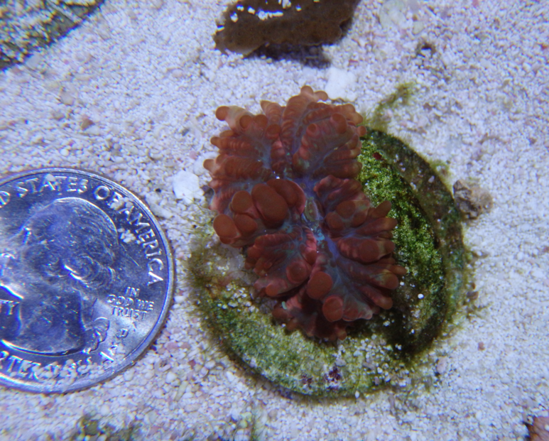 California - Juggernaut bounce and anemone (NO SHIPPING) | Reef2Reef