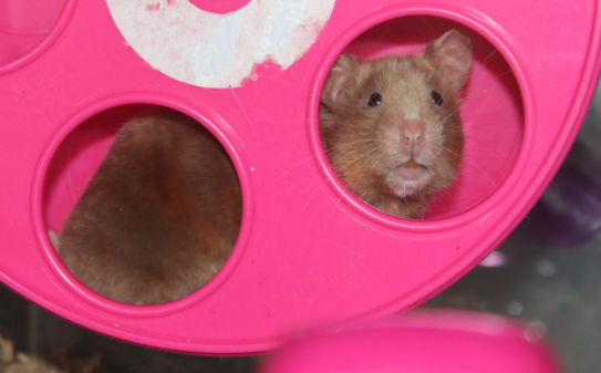 Goodbye Chai, Sweet Farewells - Hamster Central