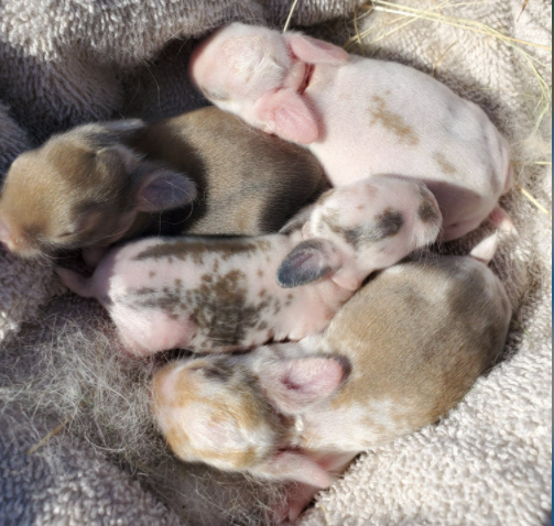 Blue Tort Otter? | Rabbit Talk - Meat Rabbit & Farming Forum